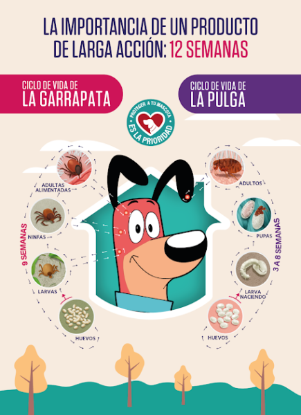 Cinco consejos para conocer la importancia de desparasitar externamente ...